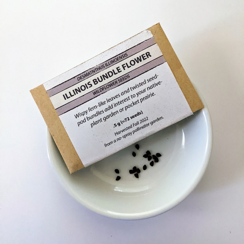 Illinois Bundle Flower Seeds Native Plant Seeds for Planting - Etsy