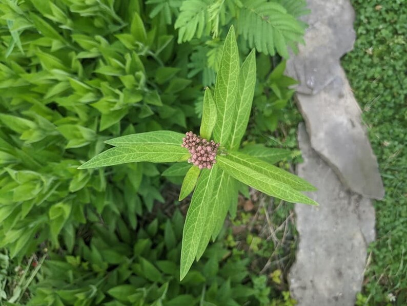 Swamp Milkweed Seeds Native Plants Seed Packet Asclepias - Etsy