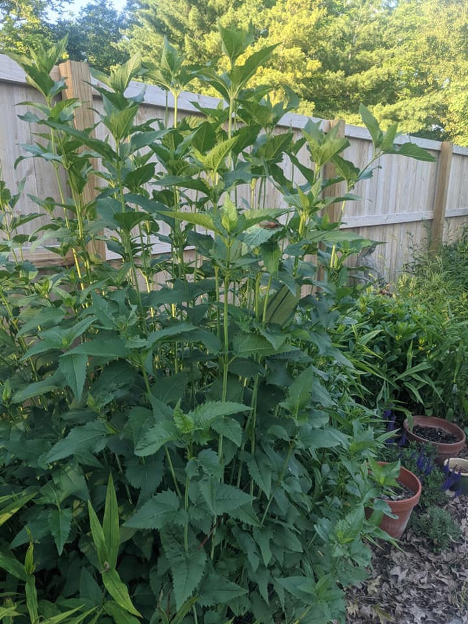 False Sunflower Seeds for Plants Heliopsis Helianthoides - Etsy