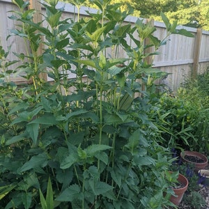 False Sunflower Seeds for Plants, Heliopsis Helianthoides Seeds, Native ...