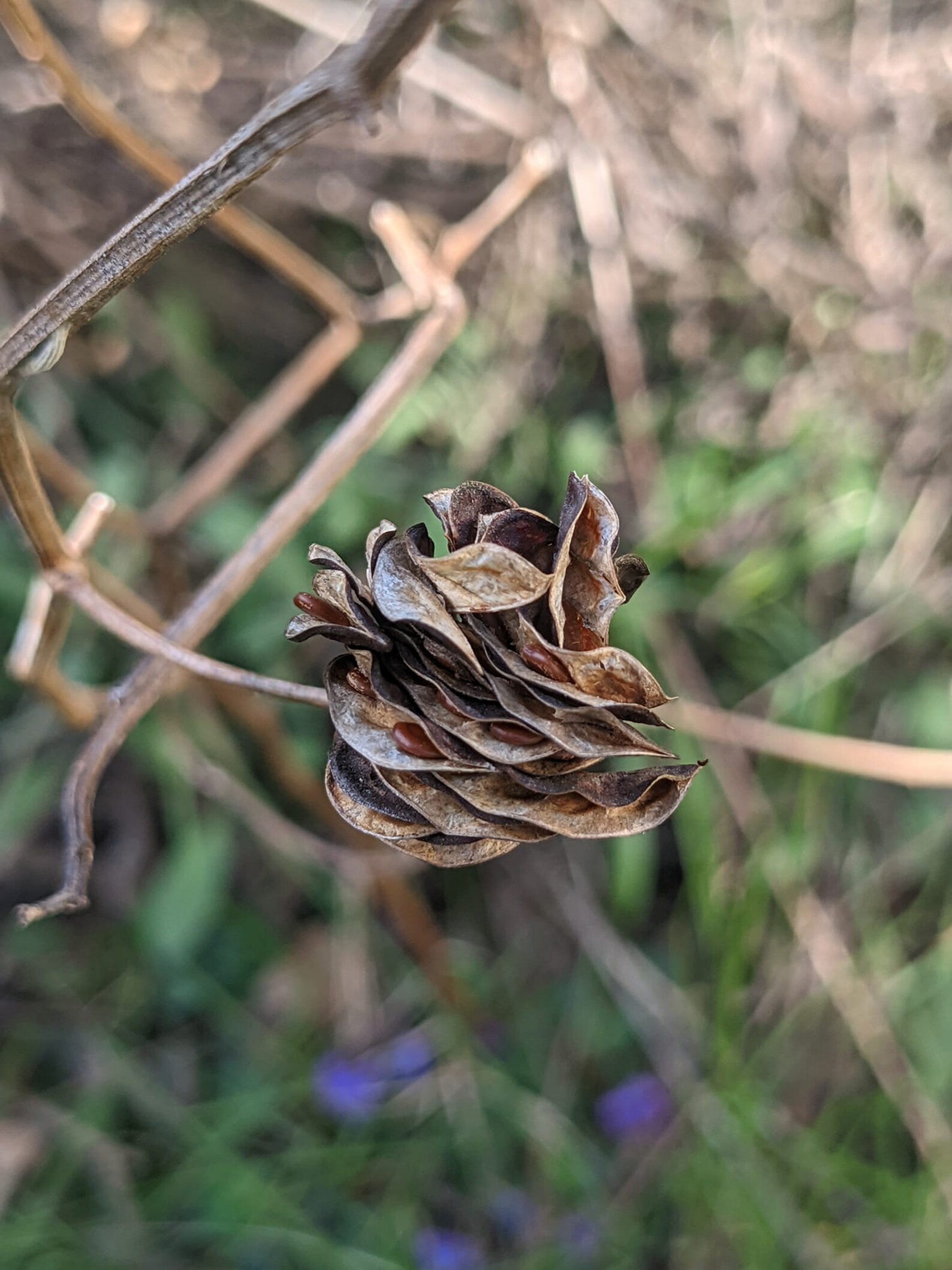 Illinois Bundle Flower Seeds Native Plant Seeds for Planting - Etsy