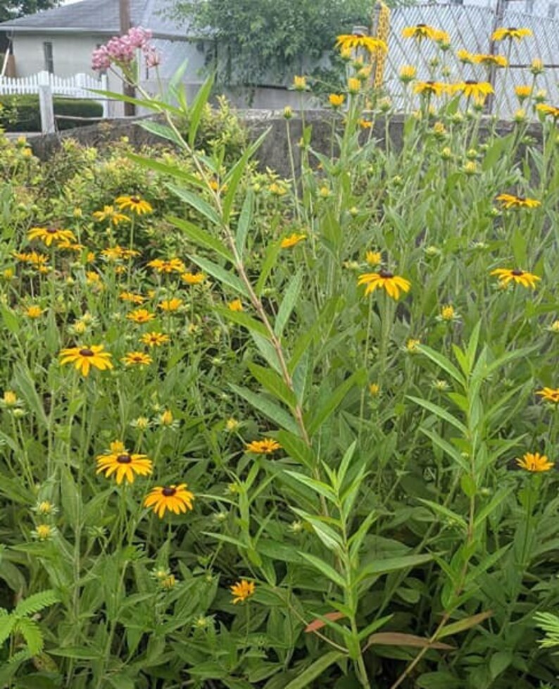 Swamp Milkweed Seeds Native Plants Seed Packet Asclepias - Etsy