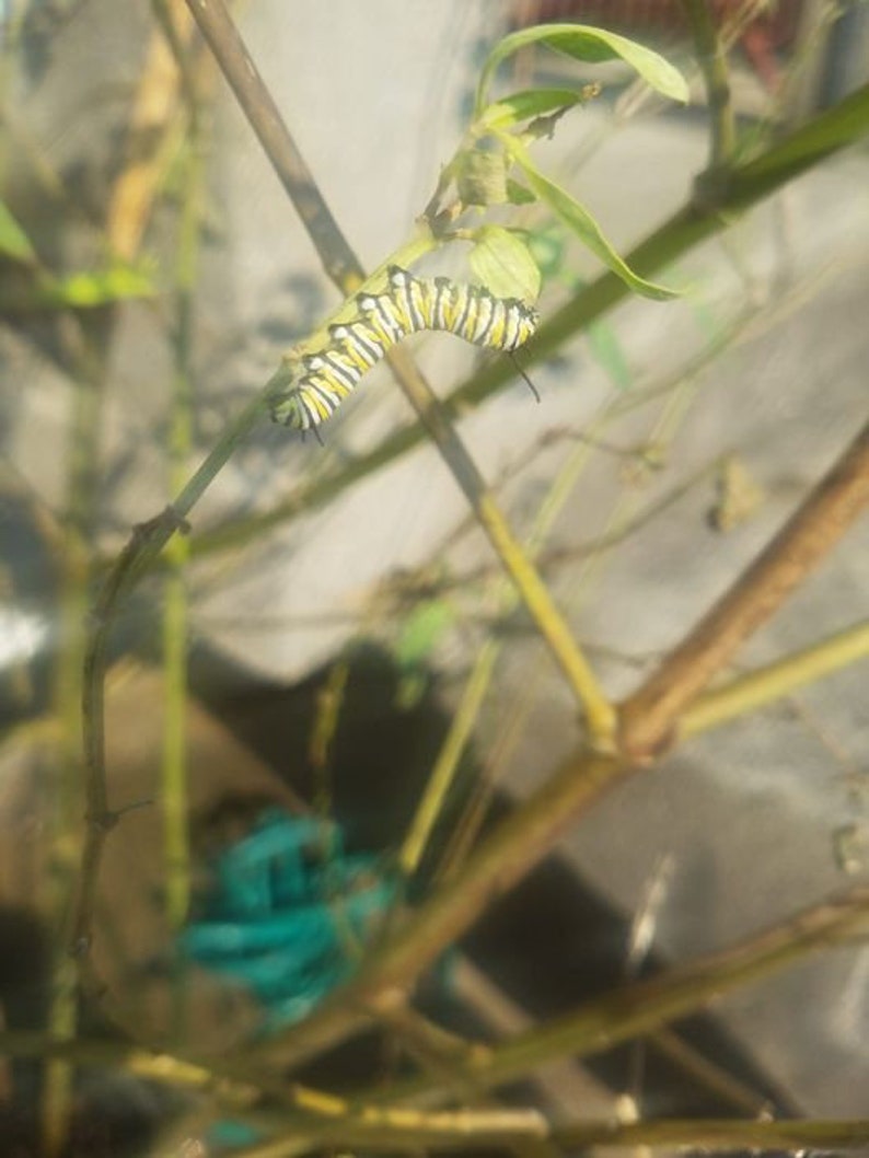 Swamp Milkweed Seeds Native Plants Seed Packet Asclepias - Etsy