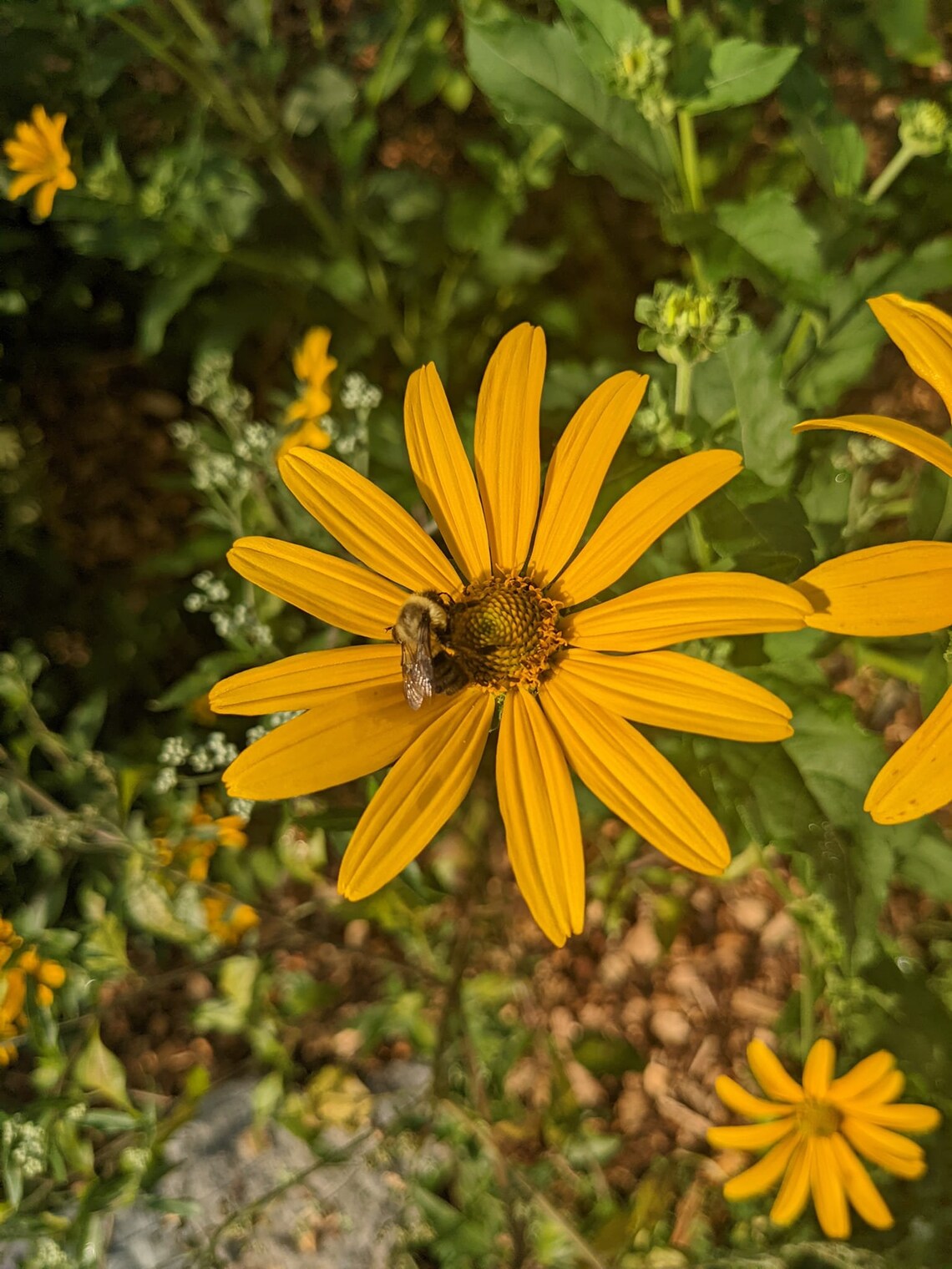 False Sunflower Seeds for Plants Heliopsis Helianthoides - Etsy