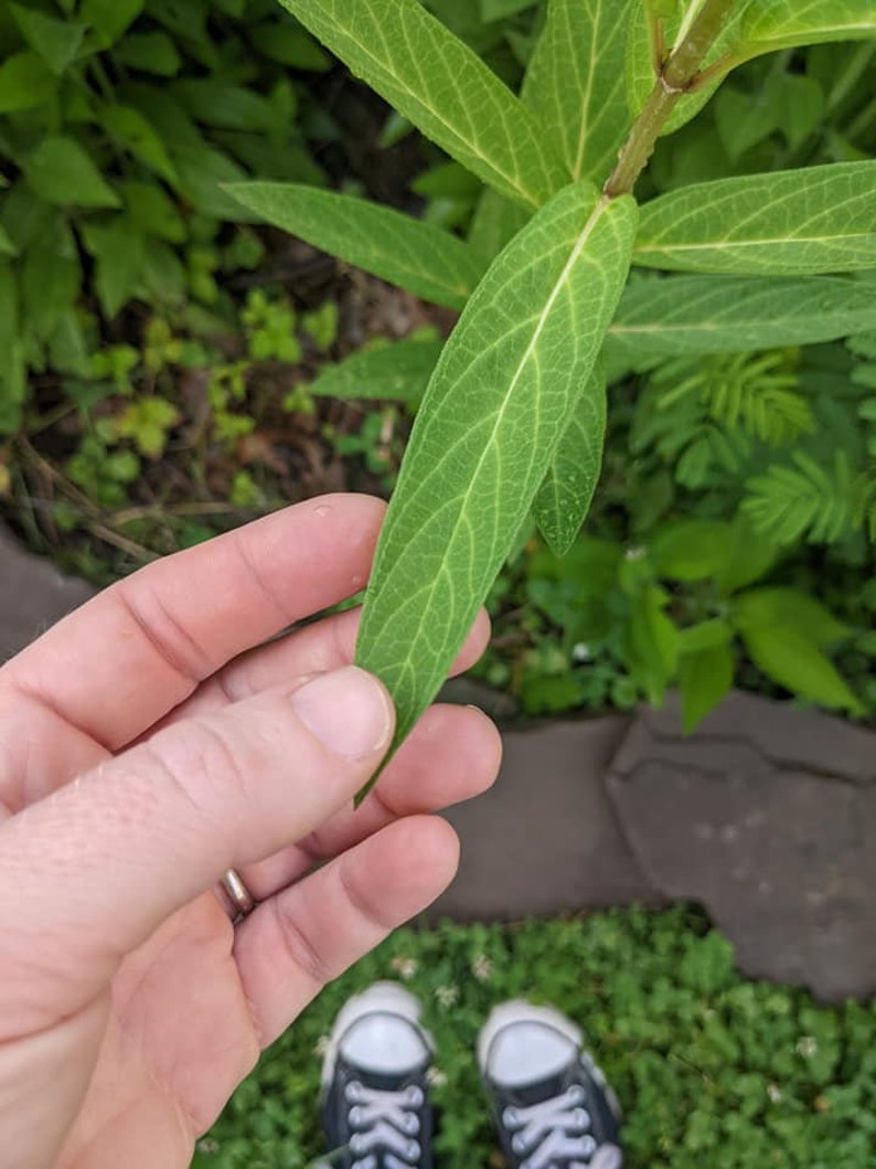 Swamp Milkweed Seeds Native Plants Seed Packet Asclepias - Etsy