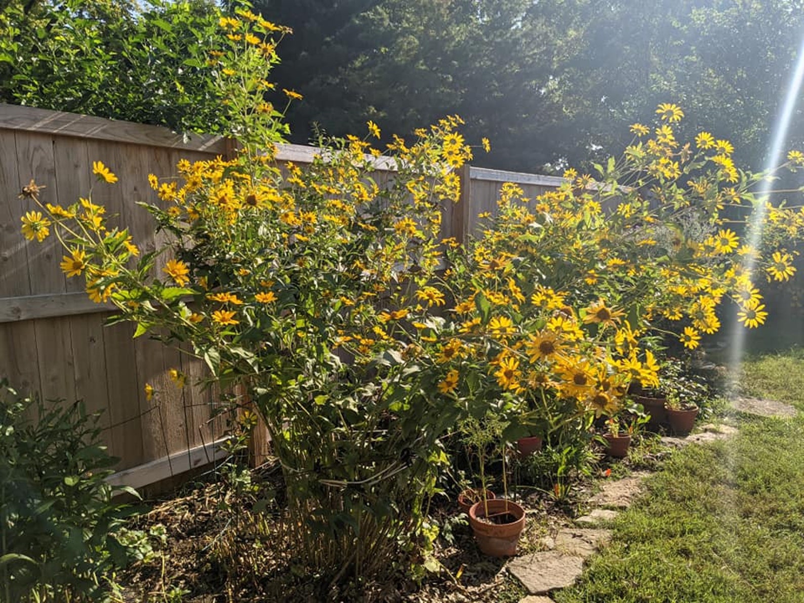False Sunflower Seeds for Plants Heliopsis Helianthoides - Etsy