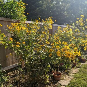 False Sunflower Seeds for Plants, Heliopsis Helianthoides Seeds, Native ...