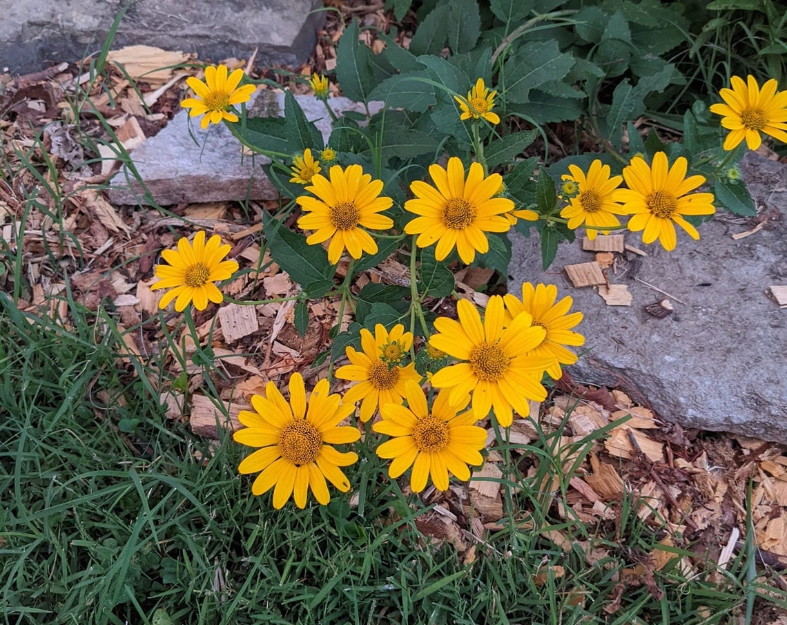 False Sunflower Seeds for Plants Heliopsis Helianthoides - Etsy