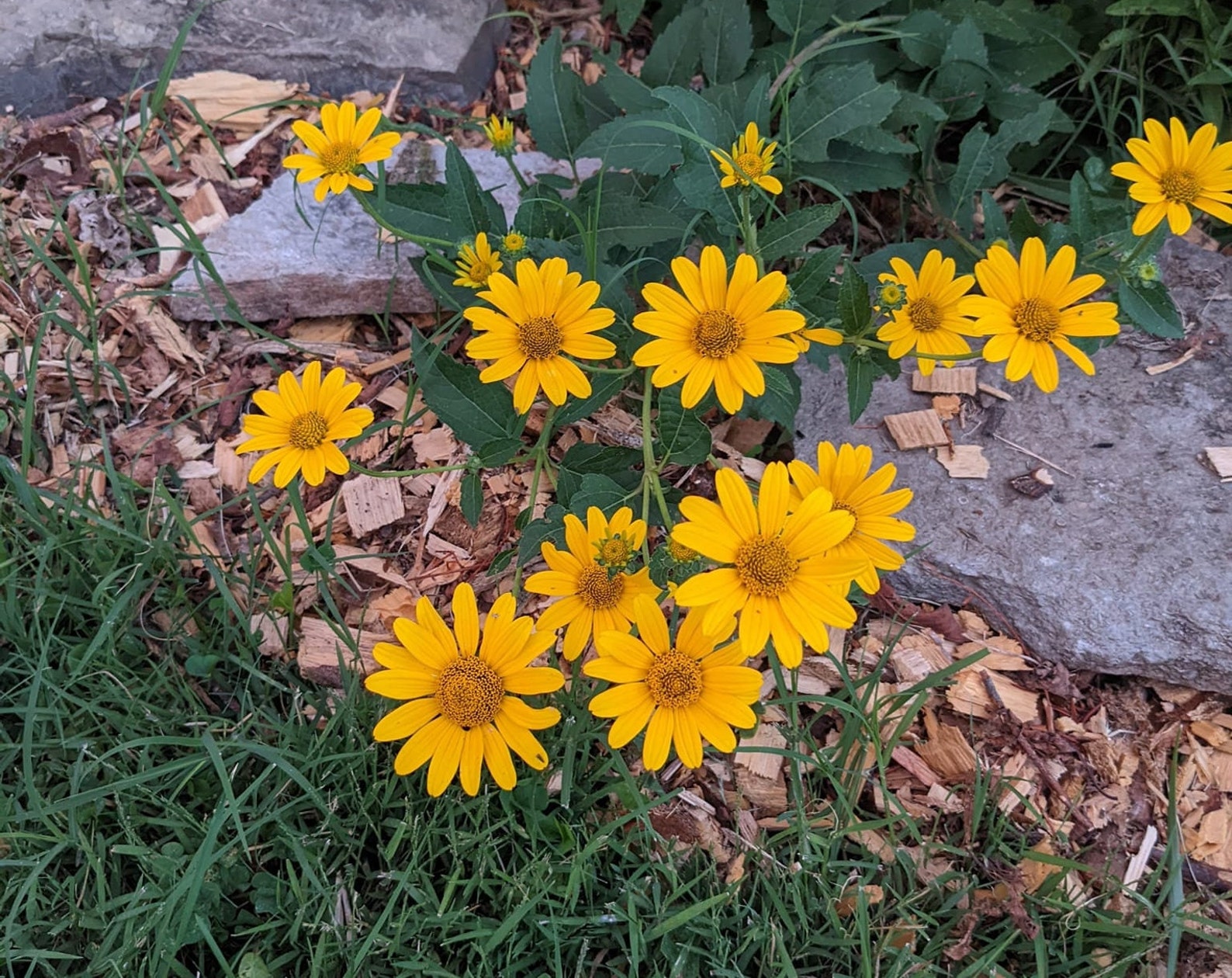 False Sunflower Seeds for Plants Heliopsis Helianthoides - Etsy