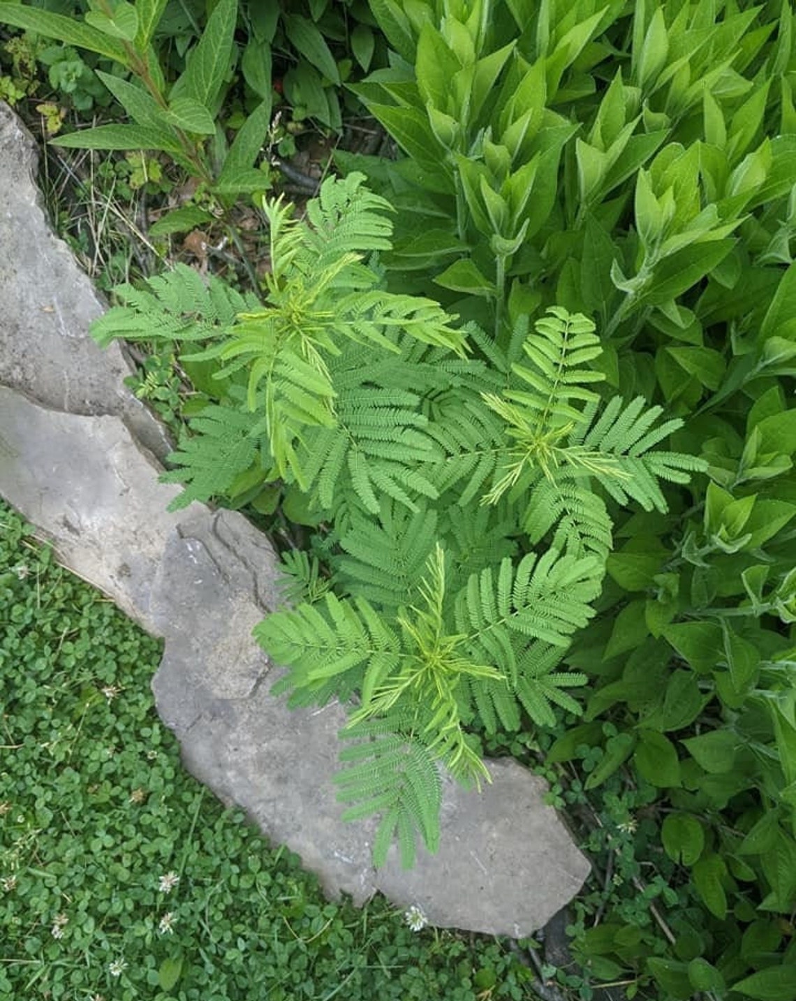 Illinois Bundle Flower Seeds Native Plant Seeds for Planting - Etsy