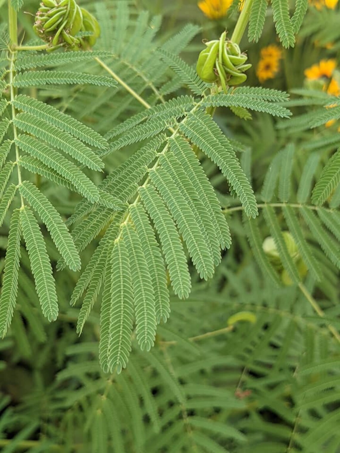 Illinois Bundle Flower Seeds Native Plant Seeds for Planting - Etsy