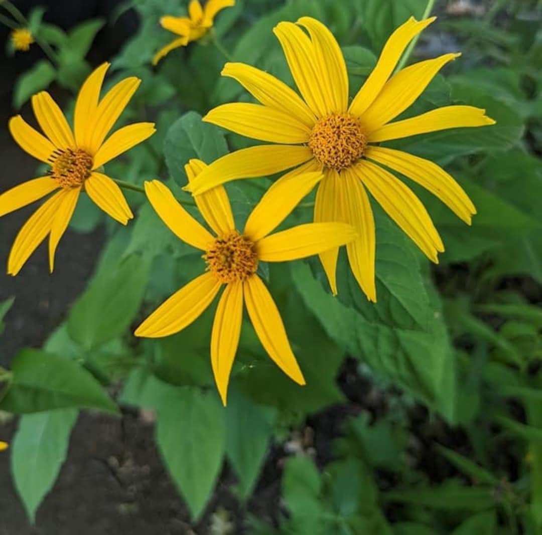 False Sunflower Seeds for Plants, Heliopsis Helianthoides Seeds, Native ...