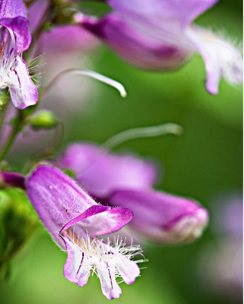 Penstemon Seeds for Plants Native Plant Seeds for Planting - Etsy
