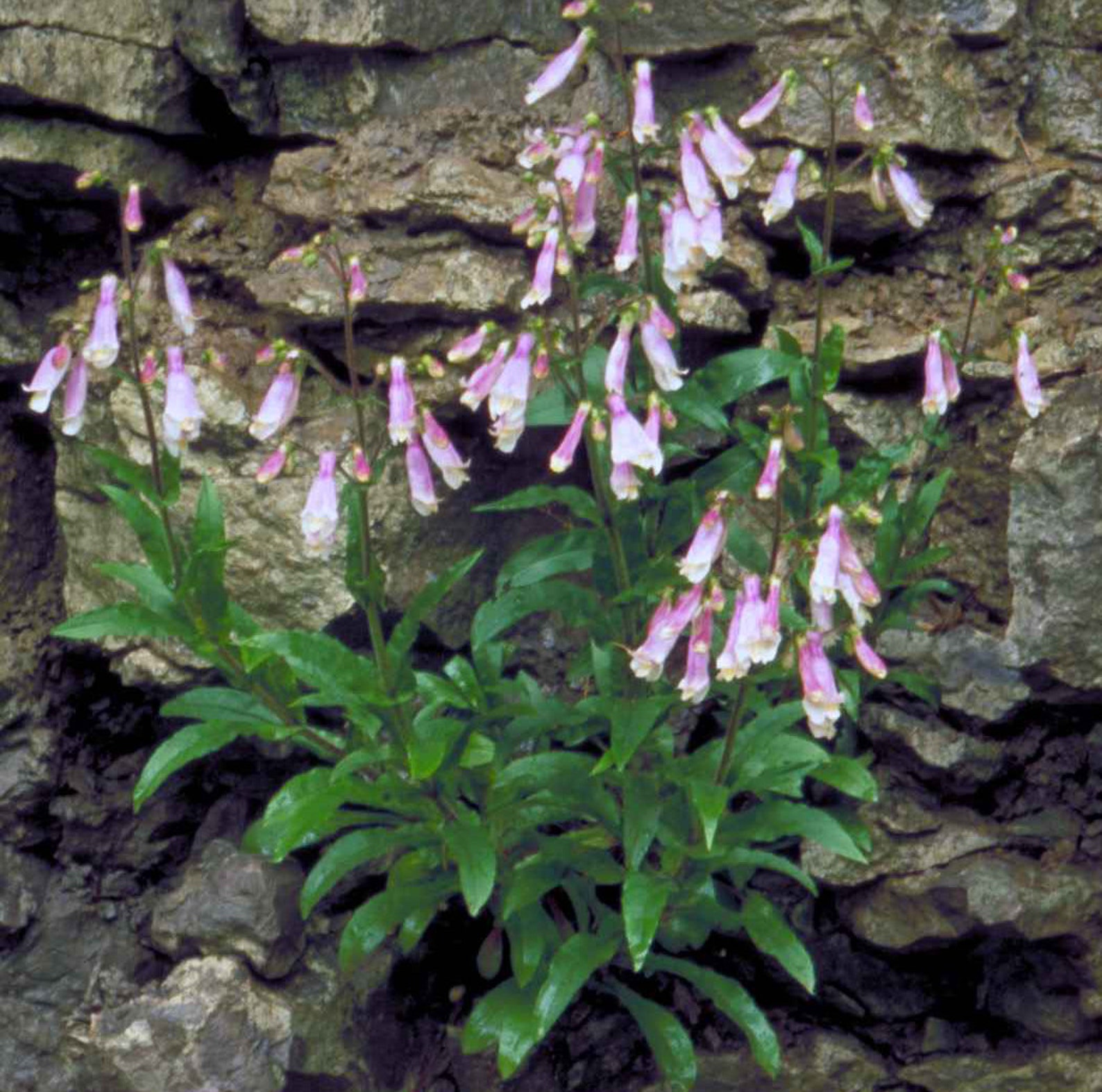 Penstemon Seeds for Plants Native Plant Seeds for Planting - Etsy