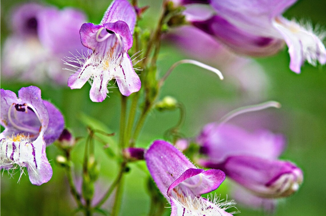 Penstemon Seeds for Plants Native Plant Seeds for Planting - Etsy