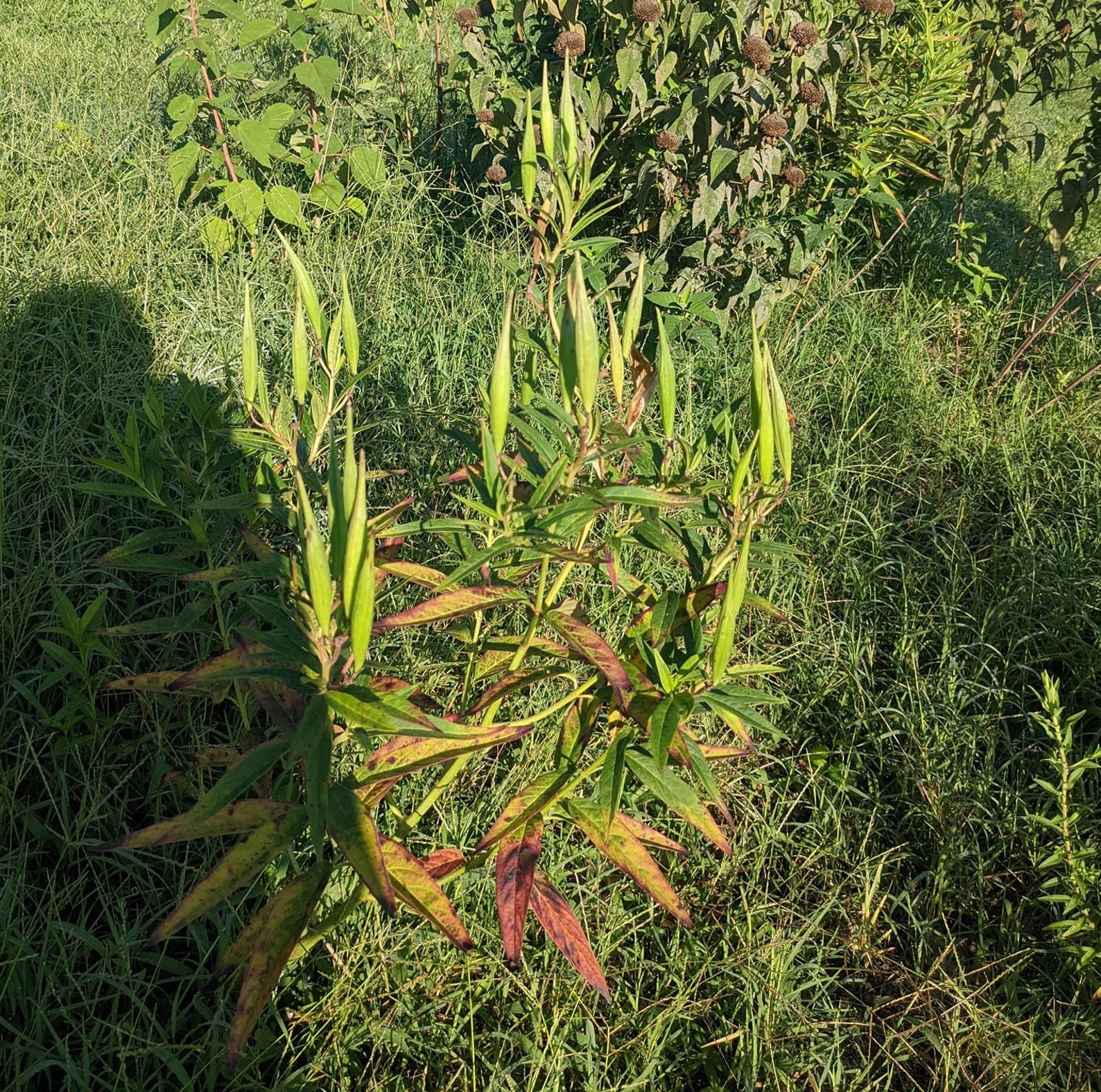 Swamp Milkweed Seeds Native Plants Seed Packet Asclepias - Etsy