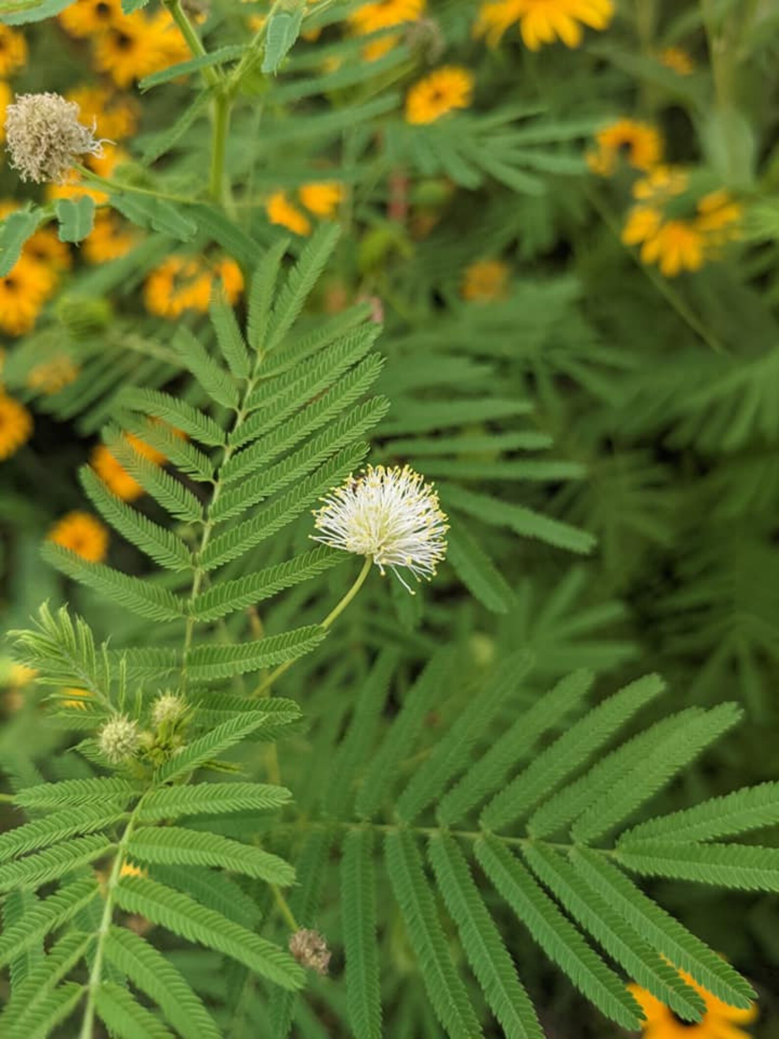 Illinois Bundle Flower Seeds Native Plant Seeds for Planting - Etsy