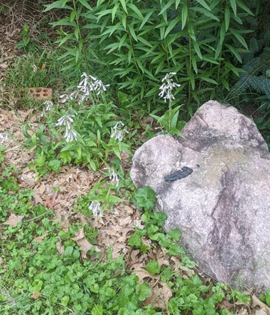 Penstemon Seeds for Plants Native Plant Seeds for Planting - Etsy
