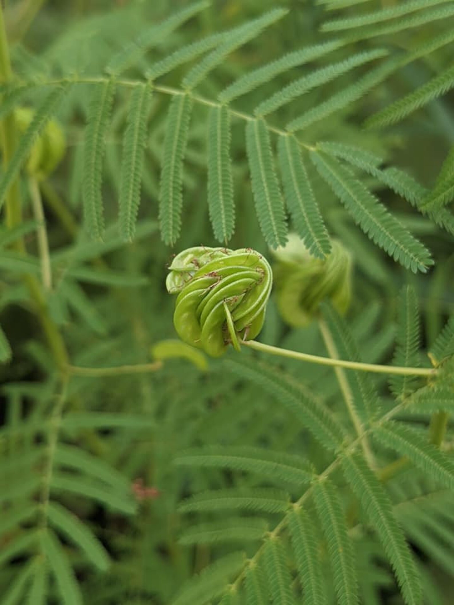 Illinois Bundle Flower Seeds Native Plant Seeds for Planting - Etsy