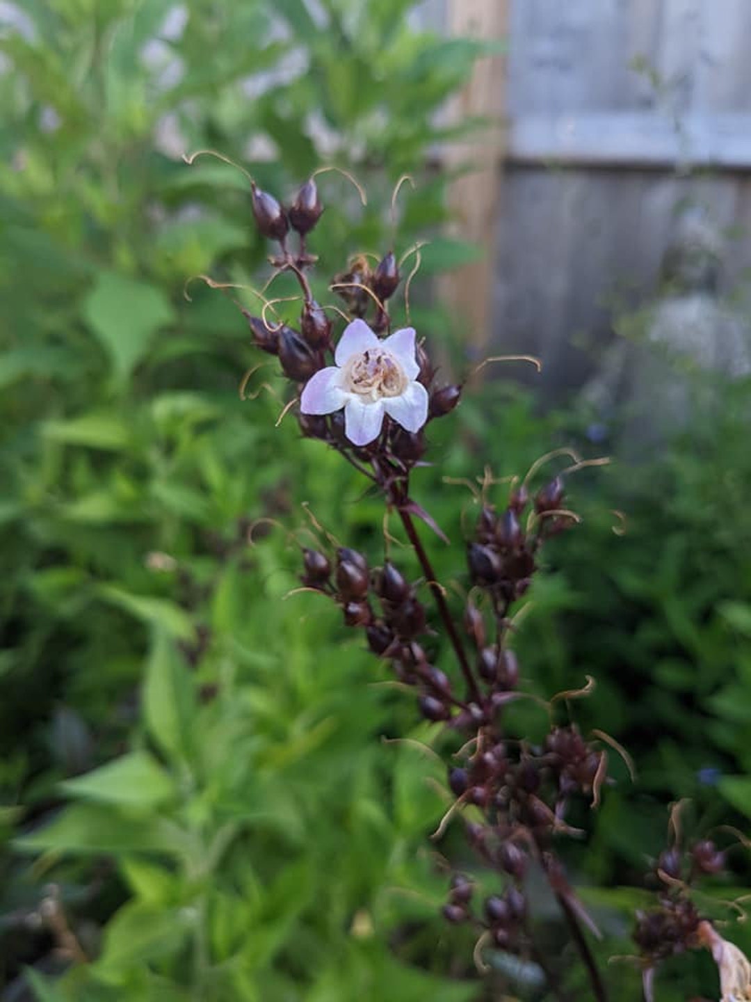 Penstemon Digitalis Seeds, Penstemon Seeds for Plants, Native Foxglove ...