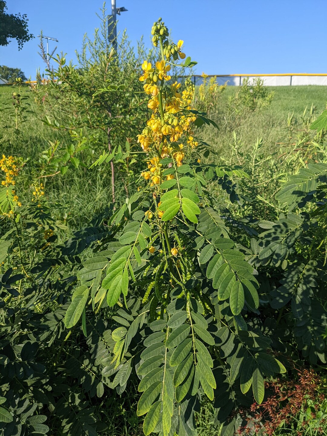 Wild Senna Seeds, Prairie Plant Seeds, Native Plant Seeds for Planting ...