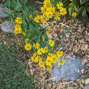 False Sunflower Seeds for Plants, Heliopsis Helianthoides Seeds, Native ...