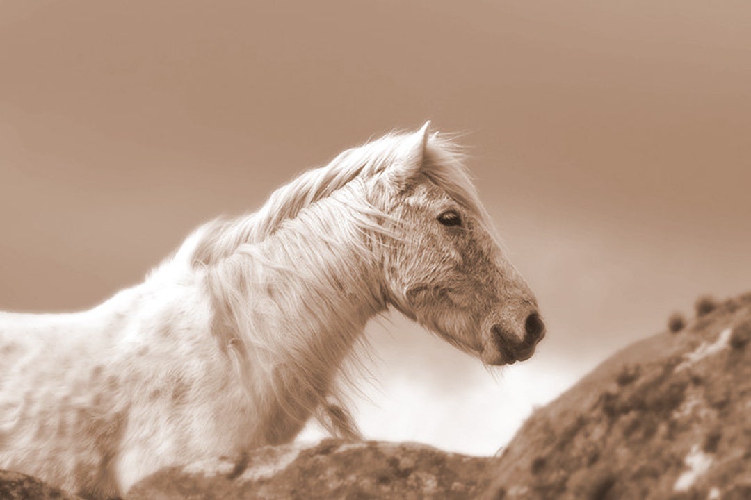 Horse Photography, Equine Art, Sepia Horse Art, White Horse, Animal ...
