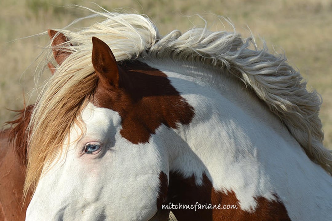 Wild Mustang Photo, Barn Decor, Rustic Wall Art, Horse Photo, Equine ...