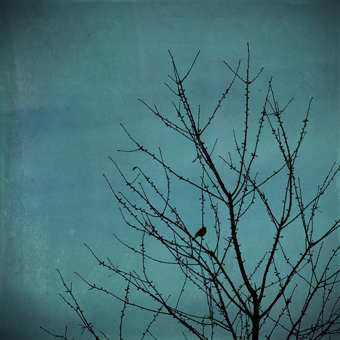 Bird in Tree Photo Birds Photography Bird Art Bird Wall - Etsy