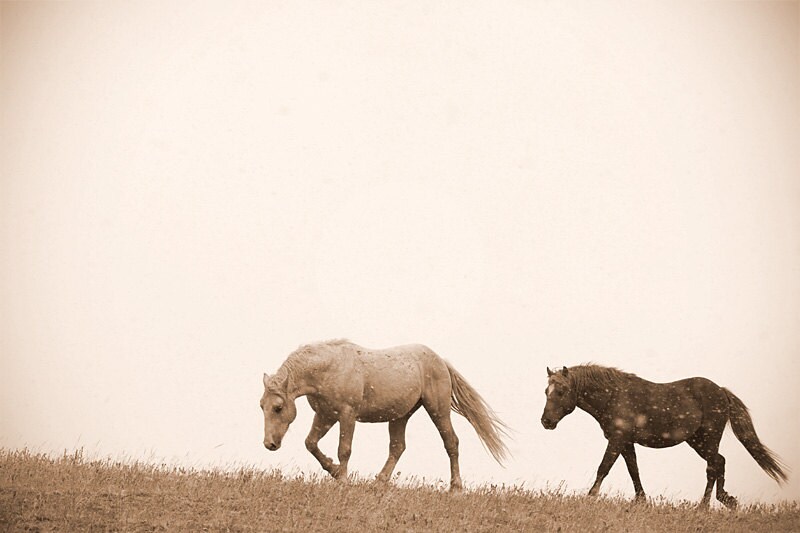 Wild Mustang Photo, Barn Decor, Rustic Wall Art, Horse Photo, Equine ...
