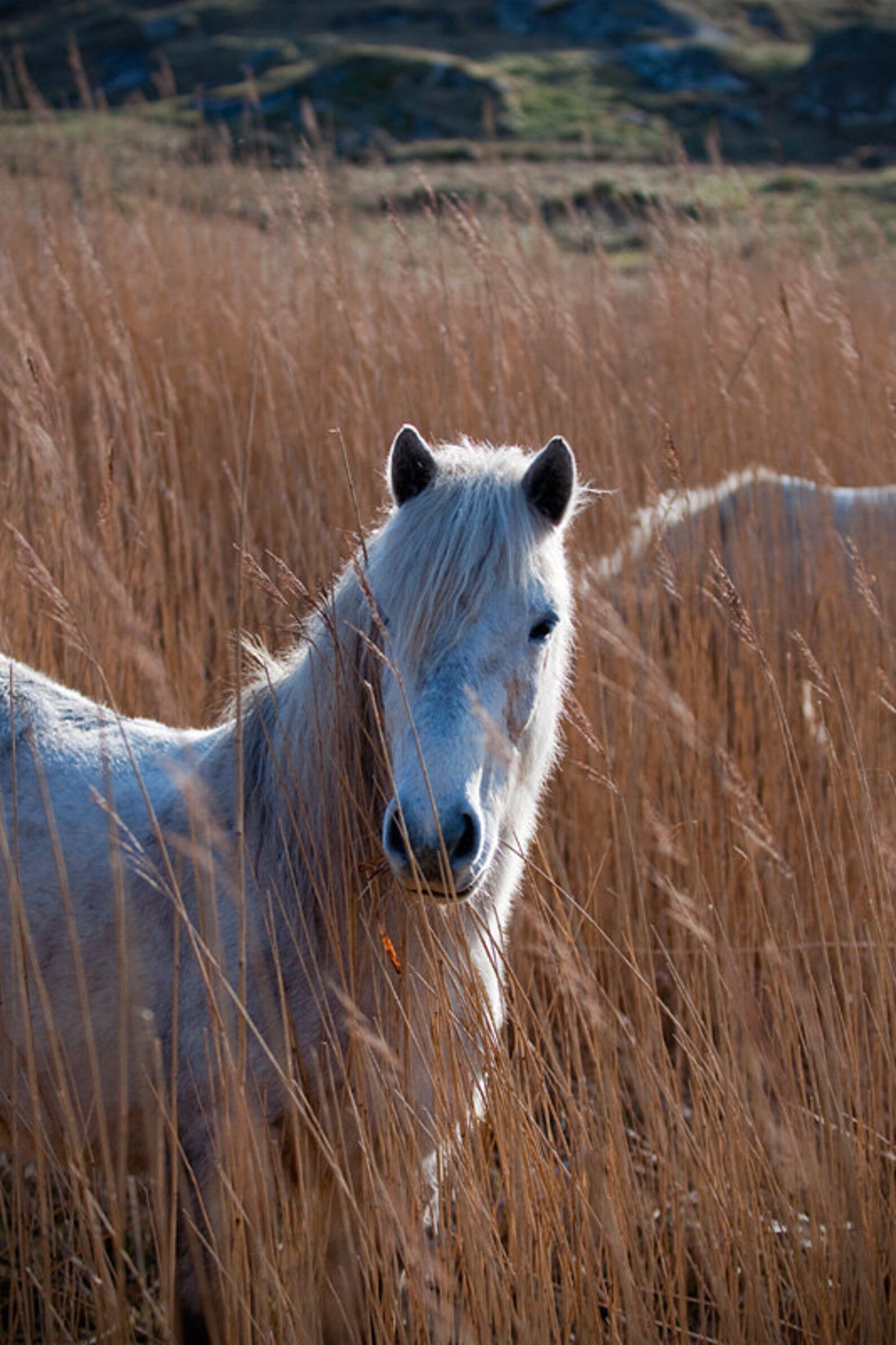 Rustic Horse Decor Horse Photo Equine Art Animal - Etsy