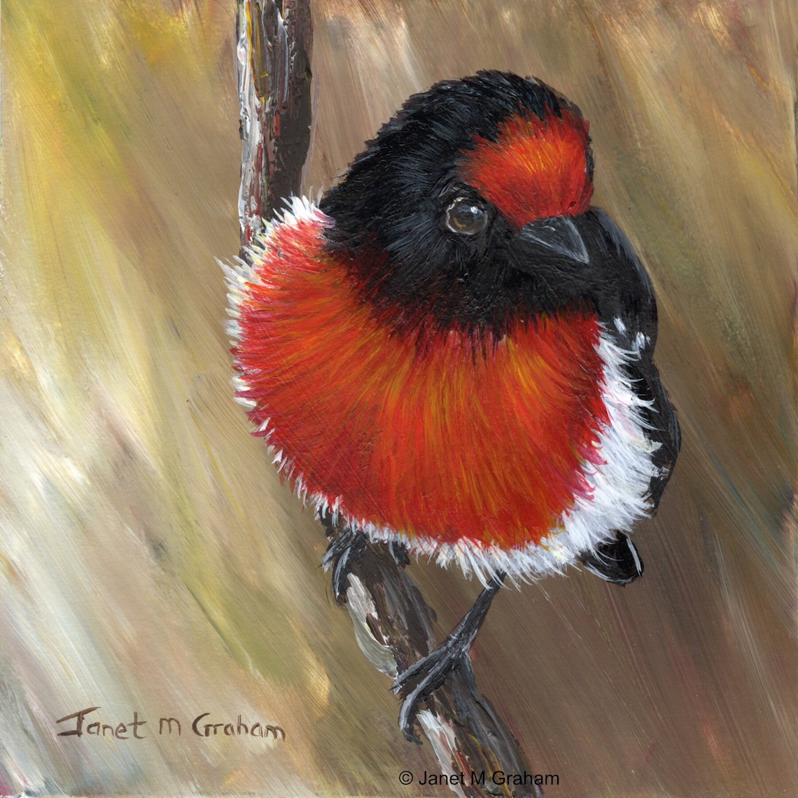Bird - Art - Red Capped Robin- SFA- Wildlife - Original Hand Painted ...