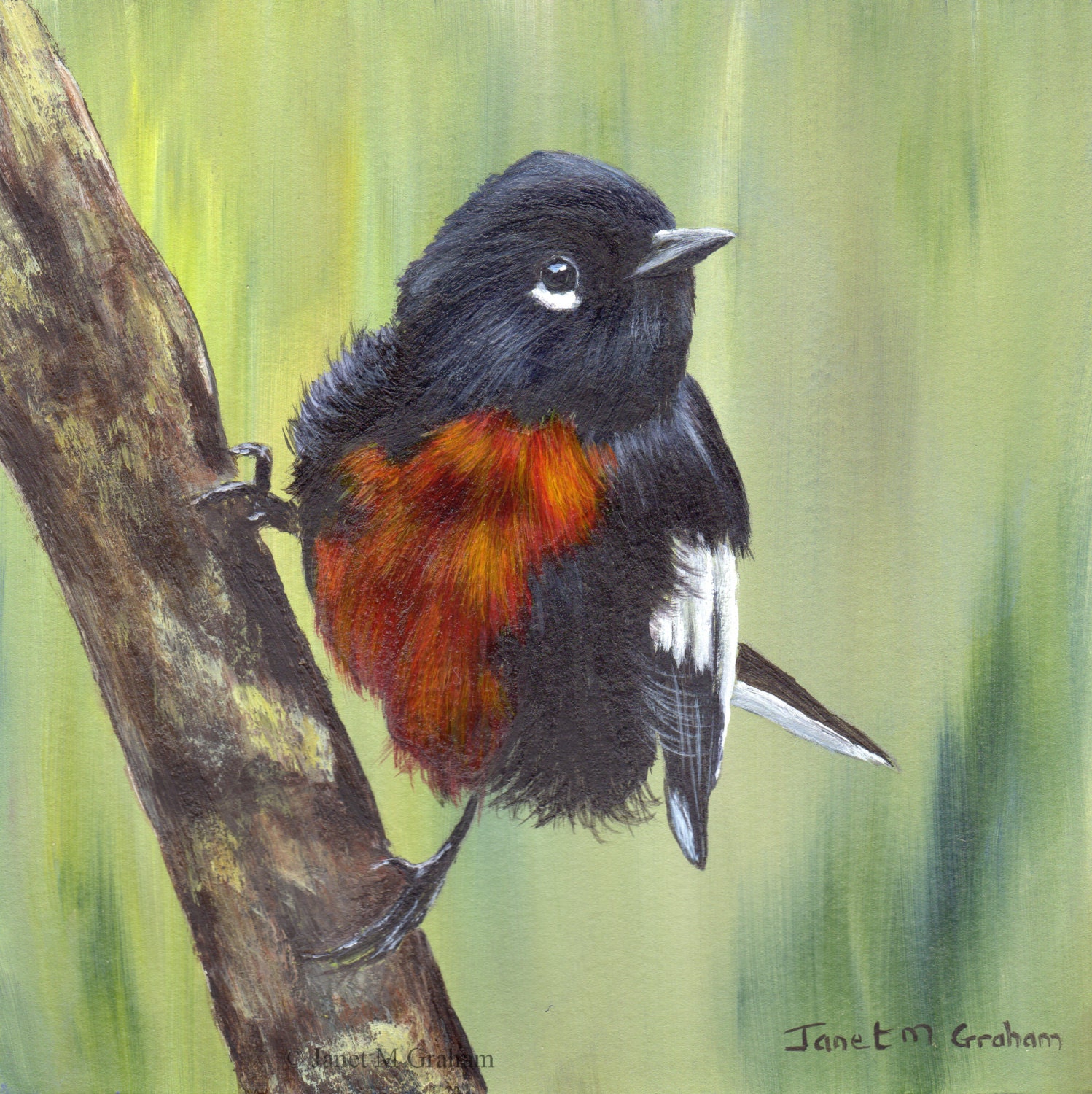 Painted Redstart