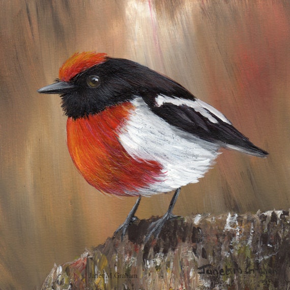 Bird Art Painting Australian Wildlife Red Capped Robin | Etsy