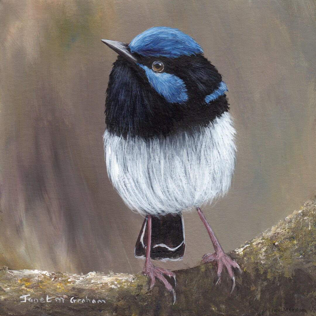Bird Art / Painting / Superb Fairy Wren / SFA / Australian Wildlife ...