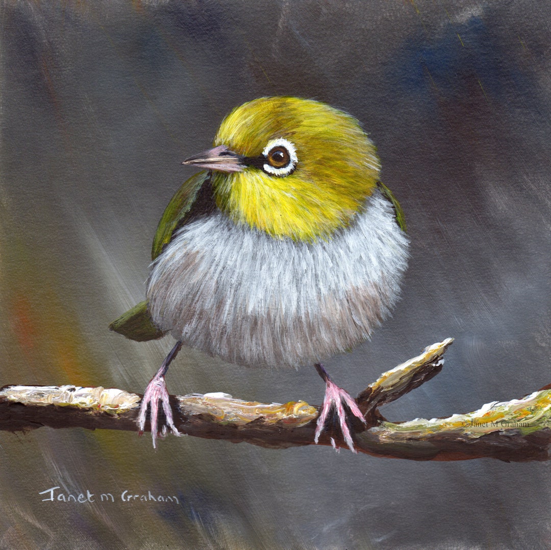 Bird Painting Art Silvereye SFA Wildlife Painting - Etsy