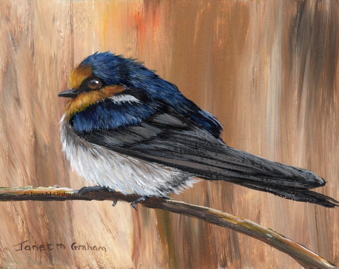 Bird Painting - Art - Welcome Swallow - SFA - Australian Wildlife ...