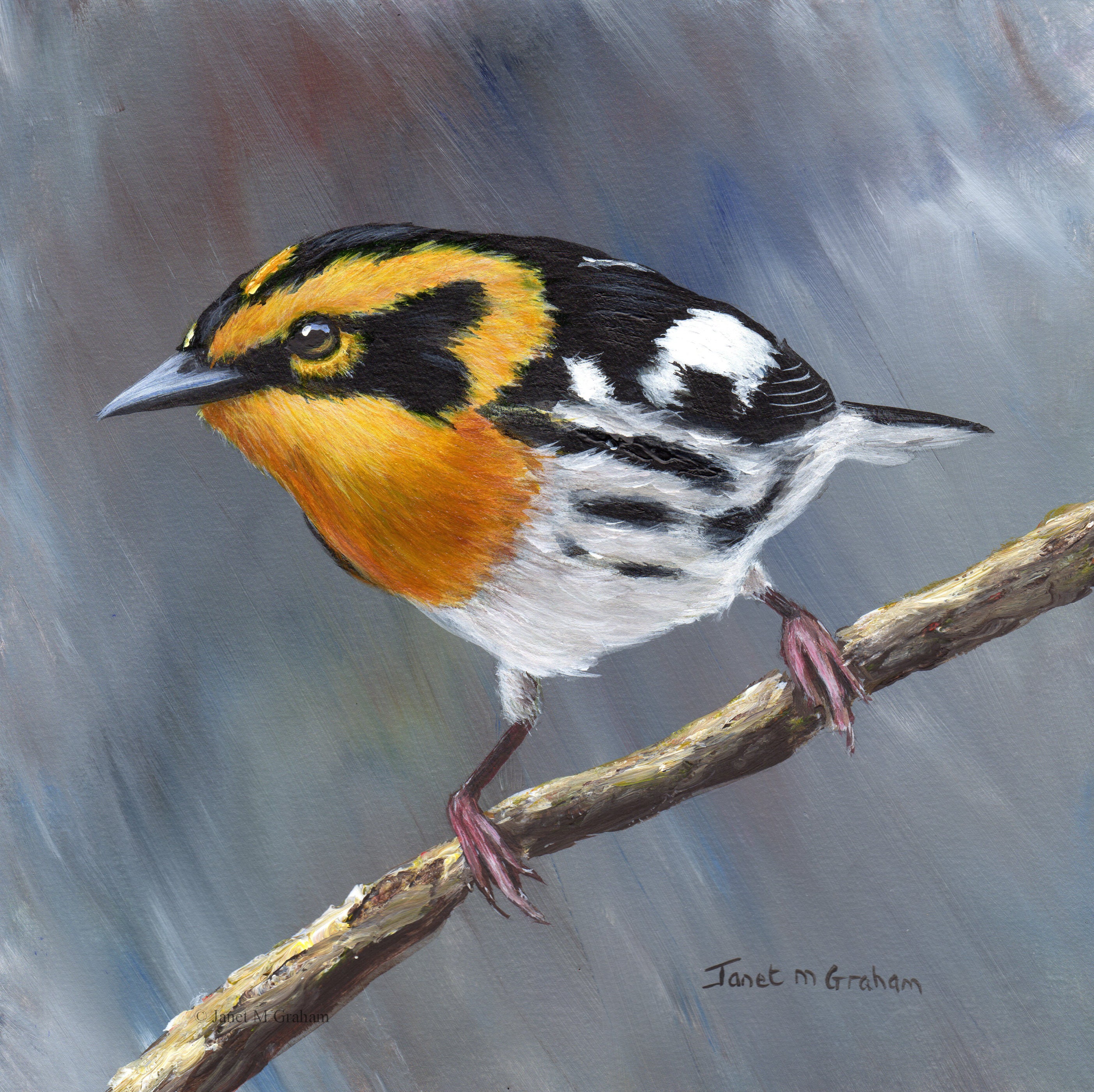 Blackburnian Warbler