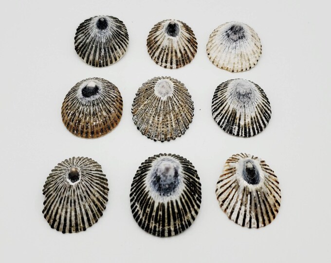 Genuine Hawaiian Seashells, Opihi Limpet Shells, Natural Seashells of ...