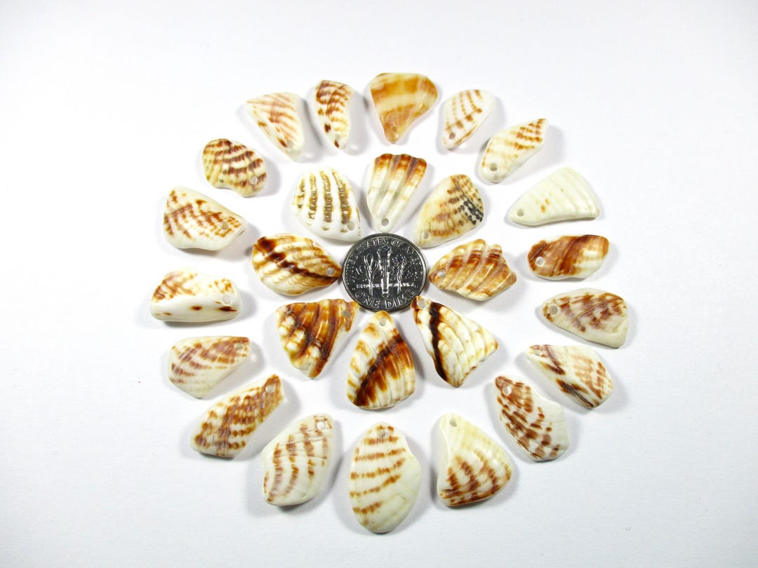 SEASHELL BEADS Pendants Earrings 26 Flawless White Brown Top Drilled ...