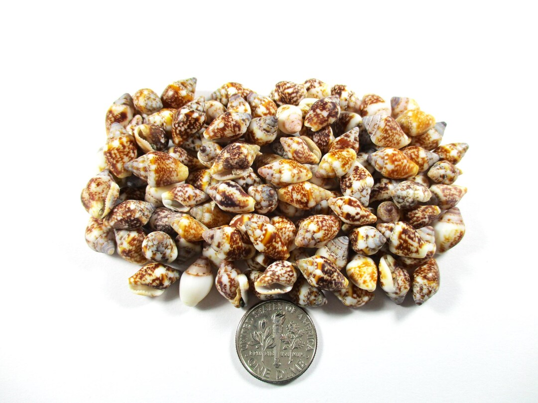 140 SEASHELLS Small Tiny Dove Shells 11mm - 12mm Aegean Sea Greek Beach ...