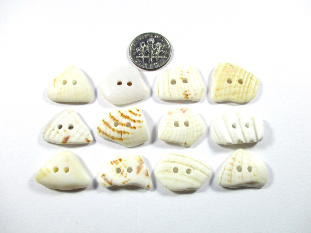 SEASHELL BUTTONS 12 Natural Unaltered Genuine Shells 20mm White Brown ...