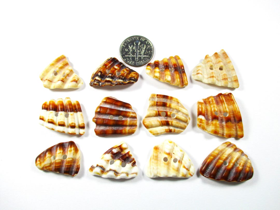 SEASHELL BUTTONS 12 Natural Unaltered 23mm Brown White Real Surf ...