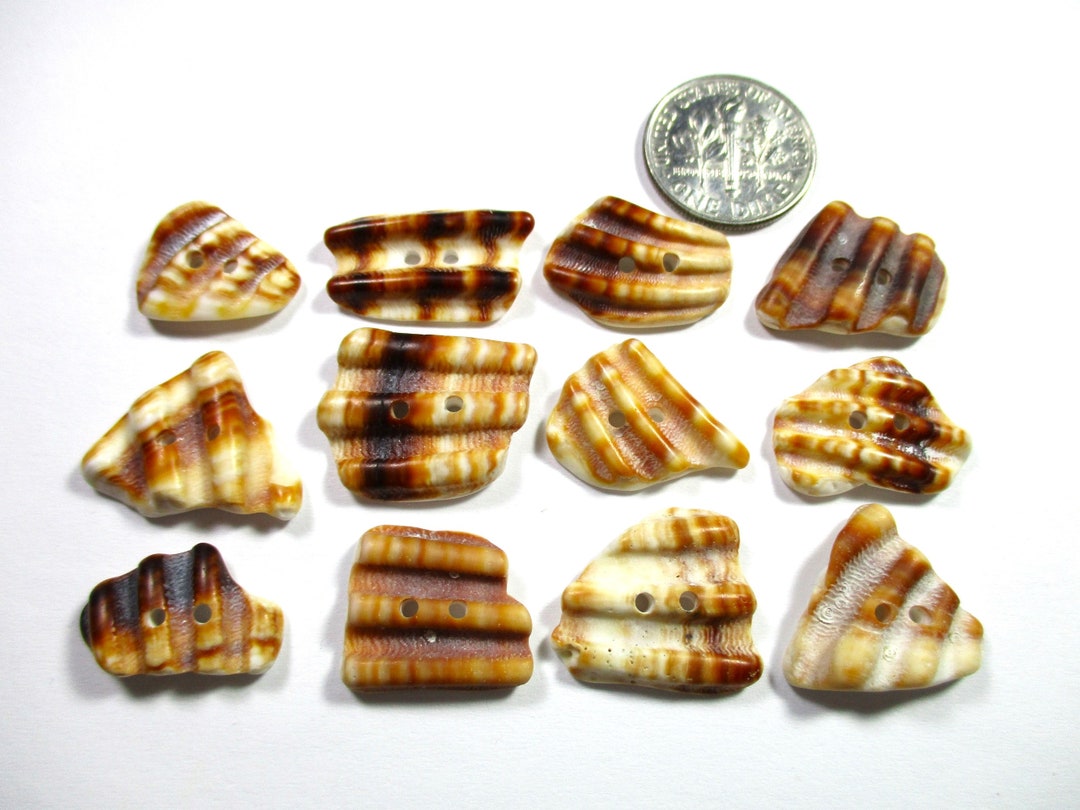 SEA SHELL BUTTONS 12 Natural Unaltered Brown White Real Surf Tumbled ...