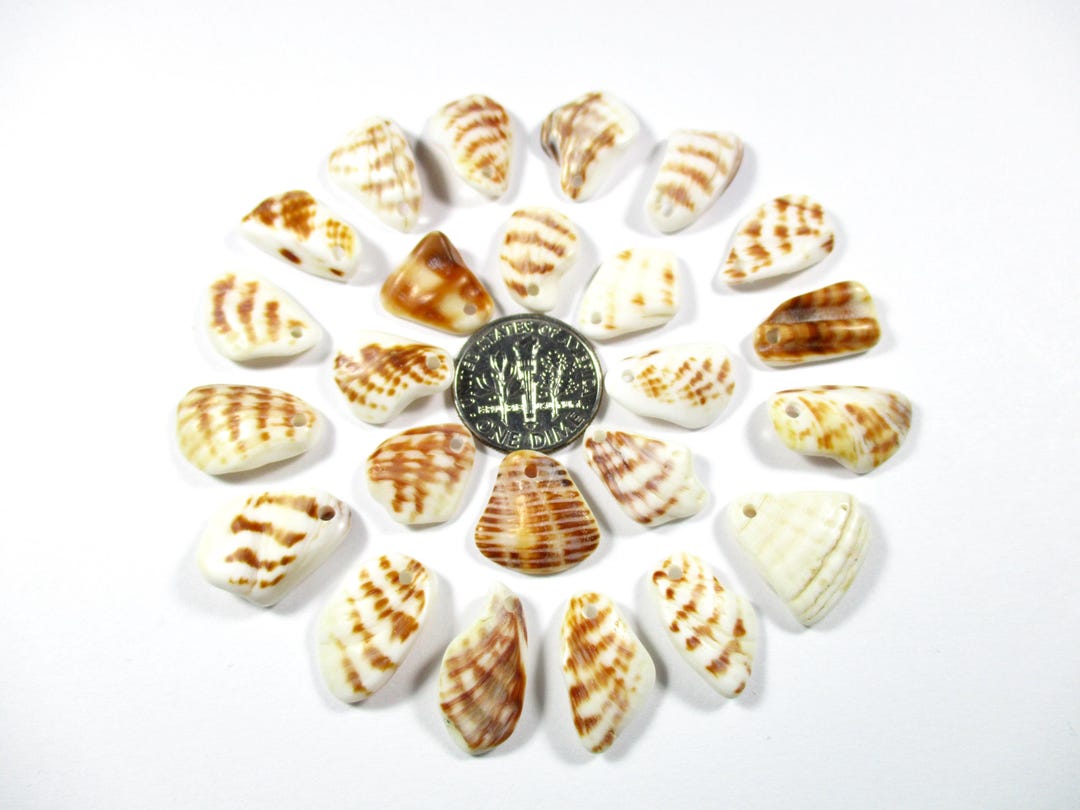 SEASHELL BEADS Pendants Earrings 24 Flawless White Brown Top Drilled ...