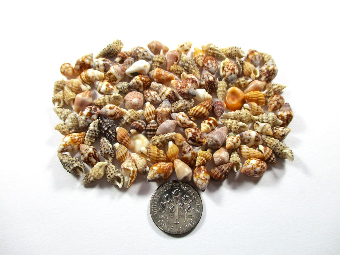 100 SEASHELLS Small Tiny Mollusca Cerinth Cone Dove Shells 8mm - 12mm ...