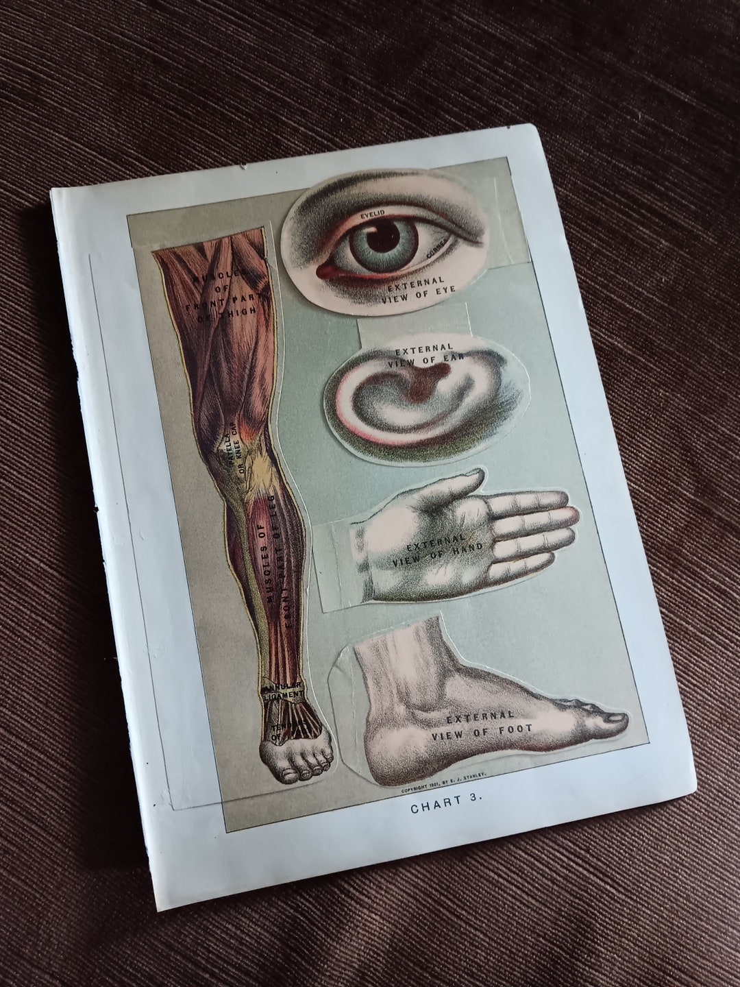 1930's Anatomy Plate With Fold Back Illustrations. Excellent Condition ...