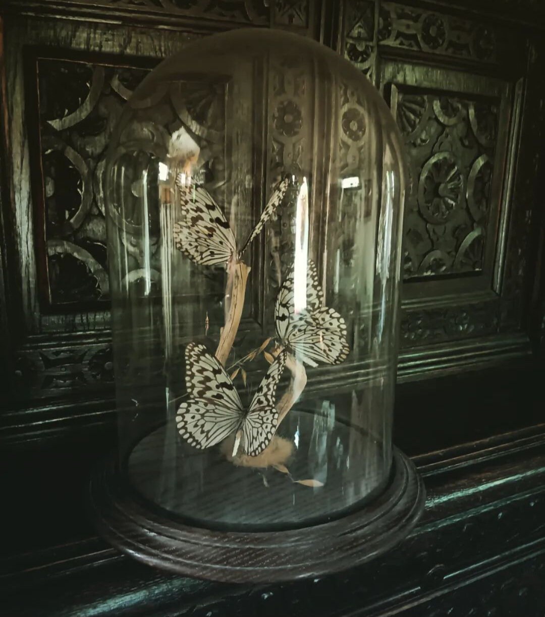 Large Antique Glass and Wood Dome Butterfly Mount - Etsy