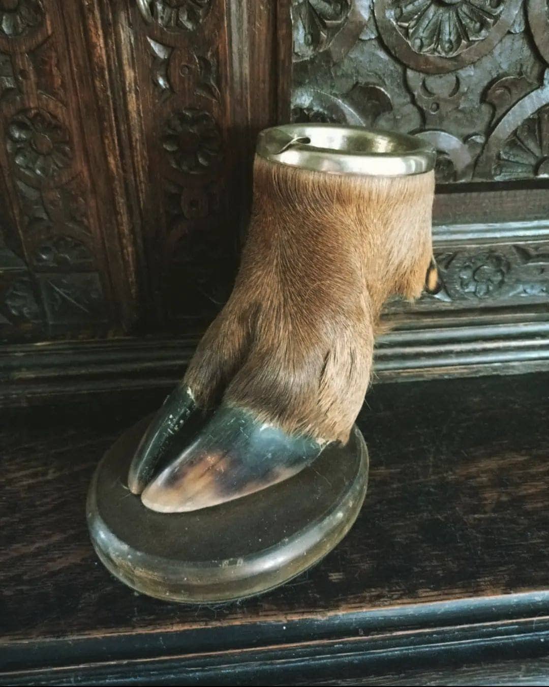 Large Vintage Taxidermy Elk Hoof Ashtray on Wooden Base. - Etsy