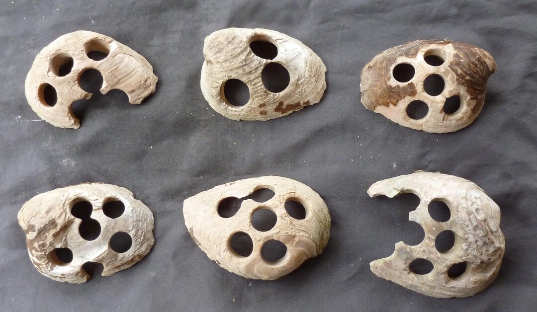 WHITE RIVER ARKANSAS Button Blank Shells-6 Drilled Mussel Shells-1910s ...
